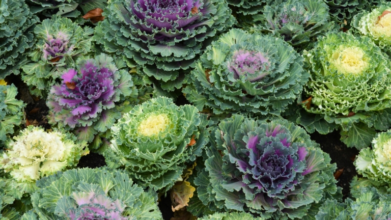 15 Beautiful Vegetables with Ornamental Appeal