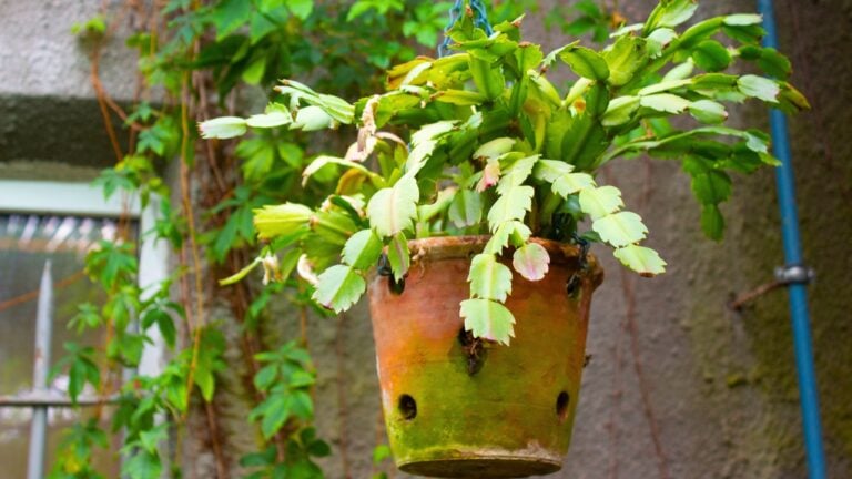 Cactus Soil: How to Make Your Own Cactus Mix