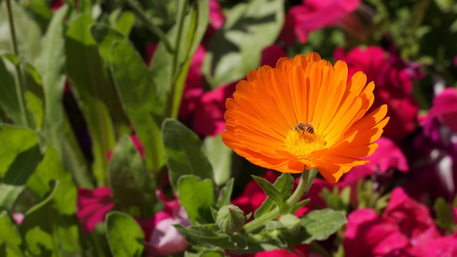 21 Beautiful Calendula Varieties For Your Garden
