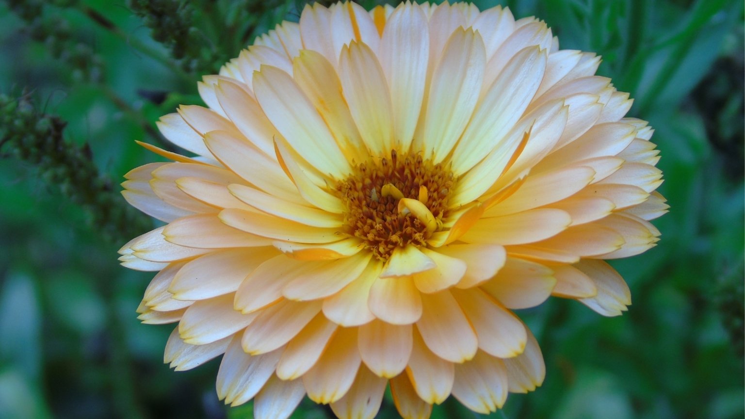 21 Beautiful Calendula Varieties For Your Garden