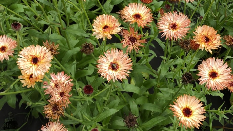 21 Beautiful Calendula Varieties For Your Garden