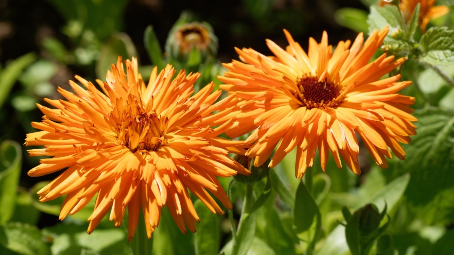 21 Beautiful Calendula Varieties For Your Garden