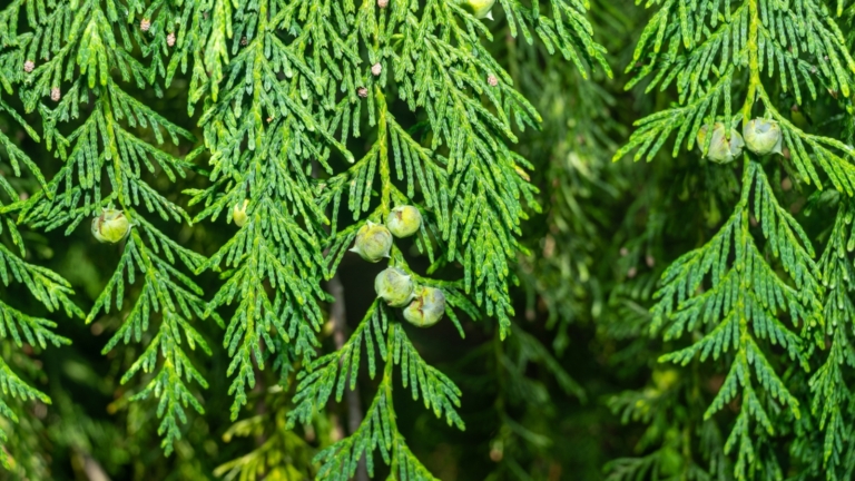 25 Types of Conifers for Home Landscapes