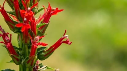How to Plant, Grow, and Care For Cardinal Flower