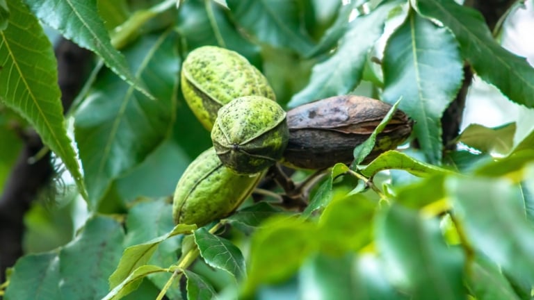21 Edible Native Plants: Growing a Native Food Garden