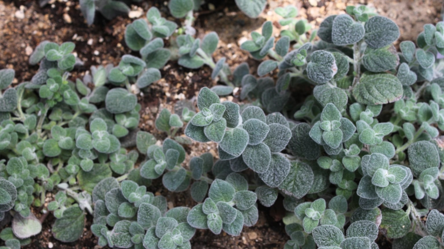 How to Plant, Grow, and Care for Ornamental Oregano