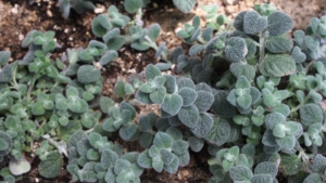How to Plant, Grow, and Care for Ornamental Oregano