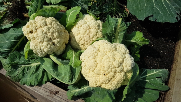 21 Best Vegetables to Grow in Raised Beds