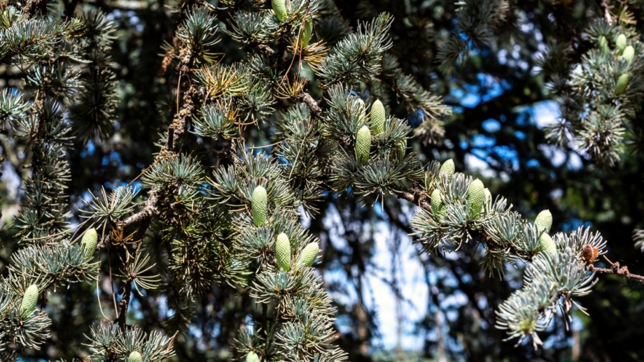 25 Types of Conifers for Home Landscapes