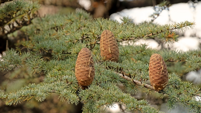 25 Types of Conifers for Home Landscapes