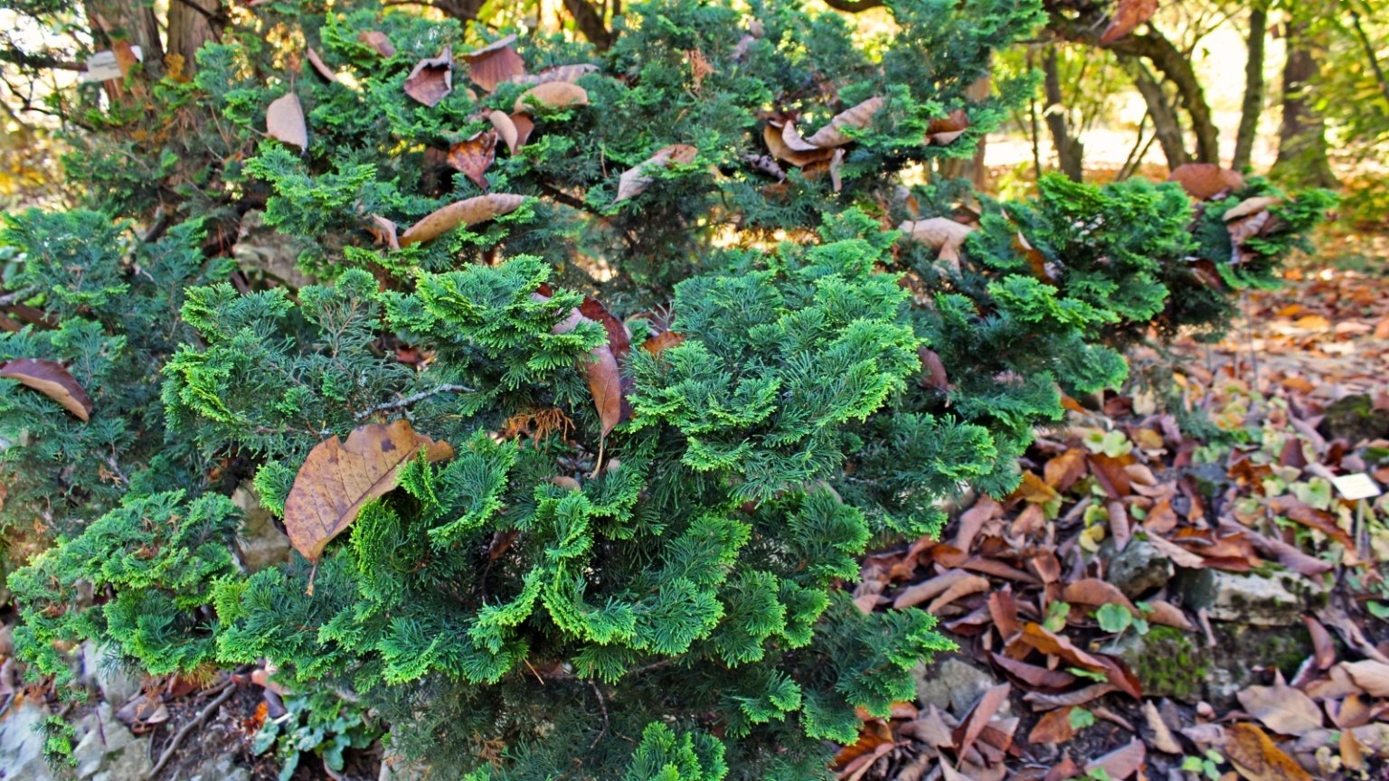 25 Types of Conifers for Home Landscapes