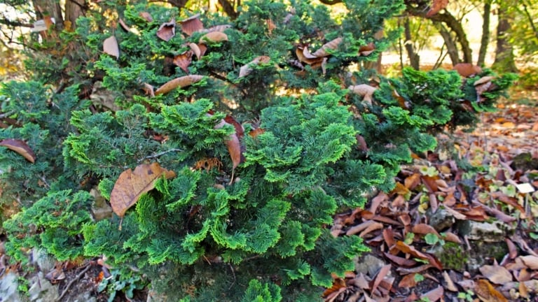 25 Types of Conifers for Home Landscapes