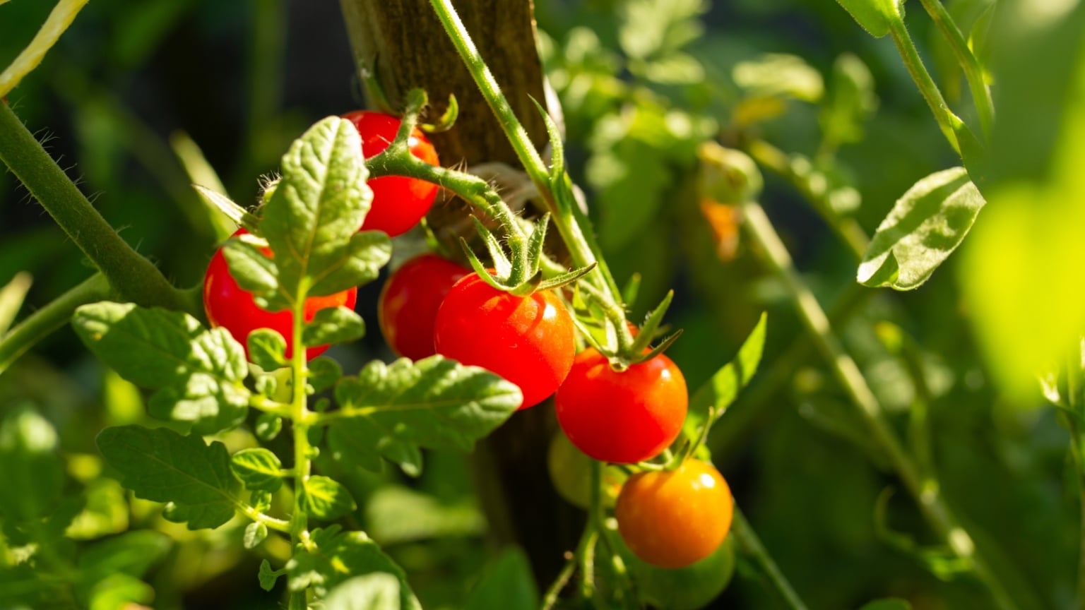When to Plant Tomatoes Outside: A Guide for Each Region