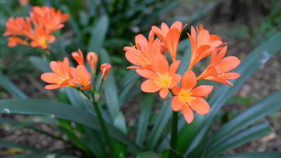 How to Plant, Grow, and Care for Bush Lilies