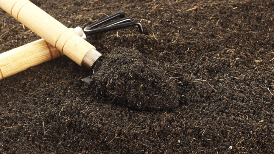 How to Plant, Grow, and Care for Rohdea Japonica