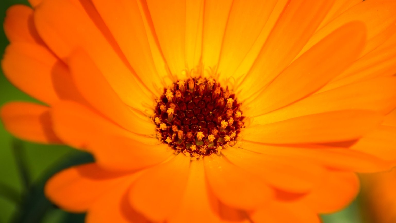 21 Beautiful Calendula Varieties For Your Garden