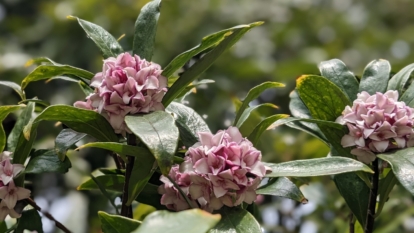 How to Plant, Grow, and Care for Winter Daphne