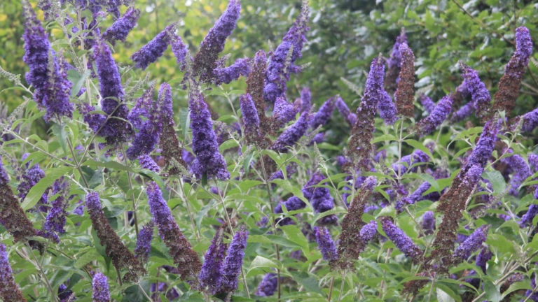 7 Reasons You Shouldn't Plant Butterfly Bush