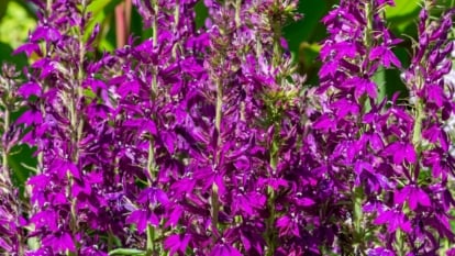How to Plant, Grow, and Care For Cardinal Flower