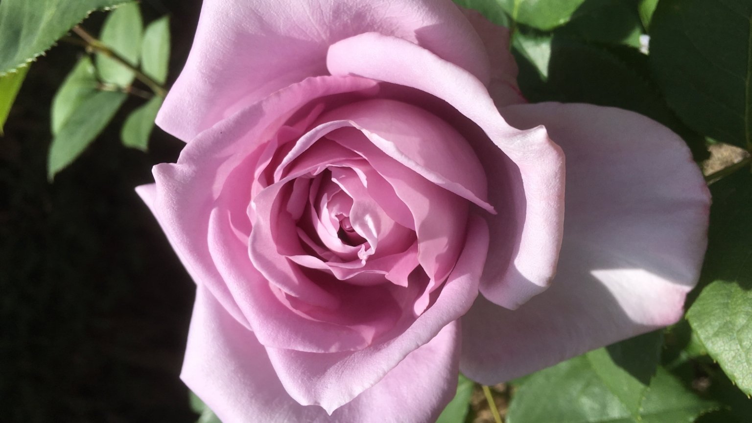 20 Most Beautiful Grandiflora Roses for Your Home Garden