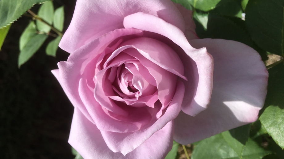 20 Most Beautiful Grandiflora Roses for Your Home Garden