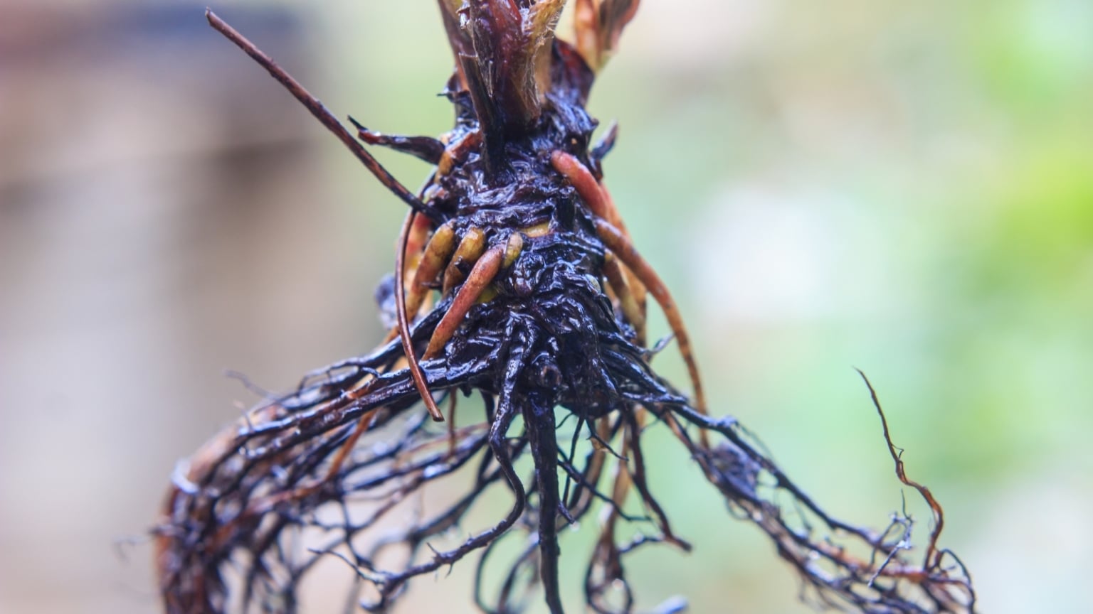 Bare-root Strawberries vs. Plugs: Which is Better?