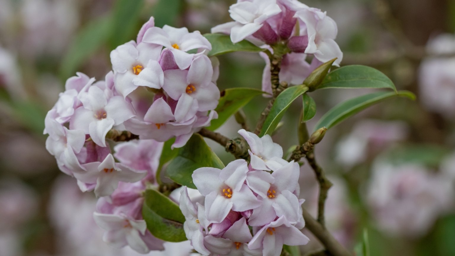 9 Flowering Daphne Varieties For Your Landscape