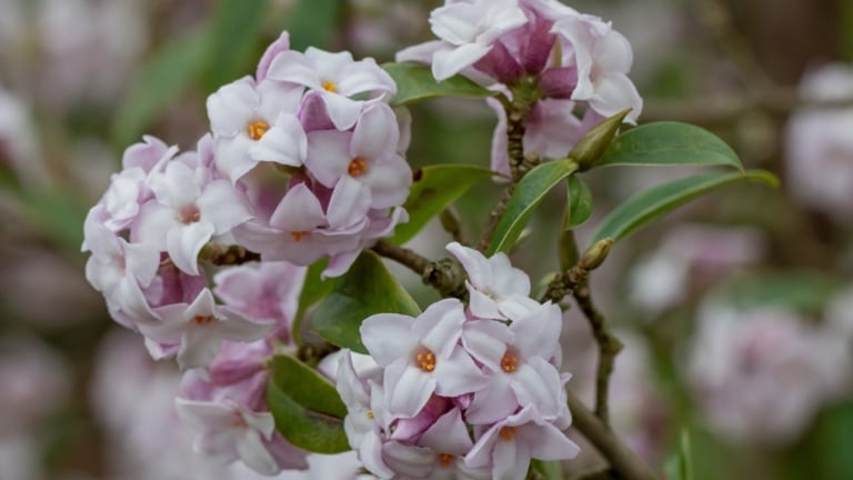 9 Flowering Daphne Varieties For Your Landscape