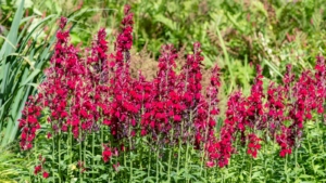 How to Plant, Grow, and Care For Cardinal Flower