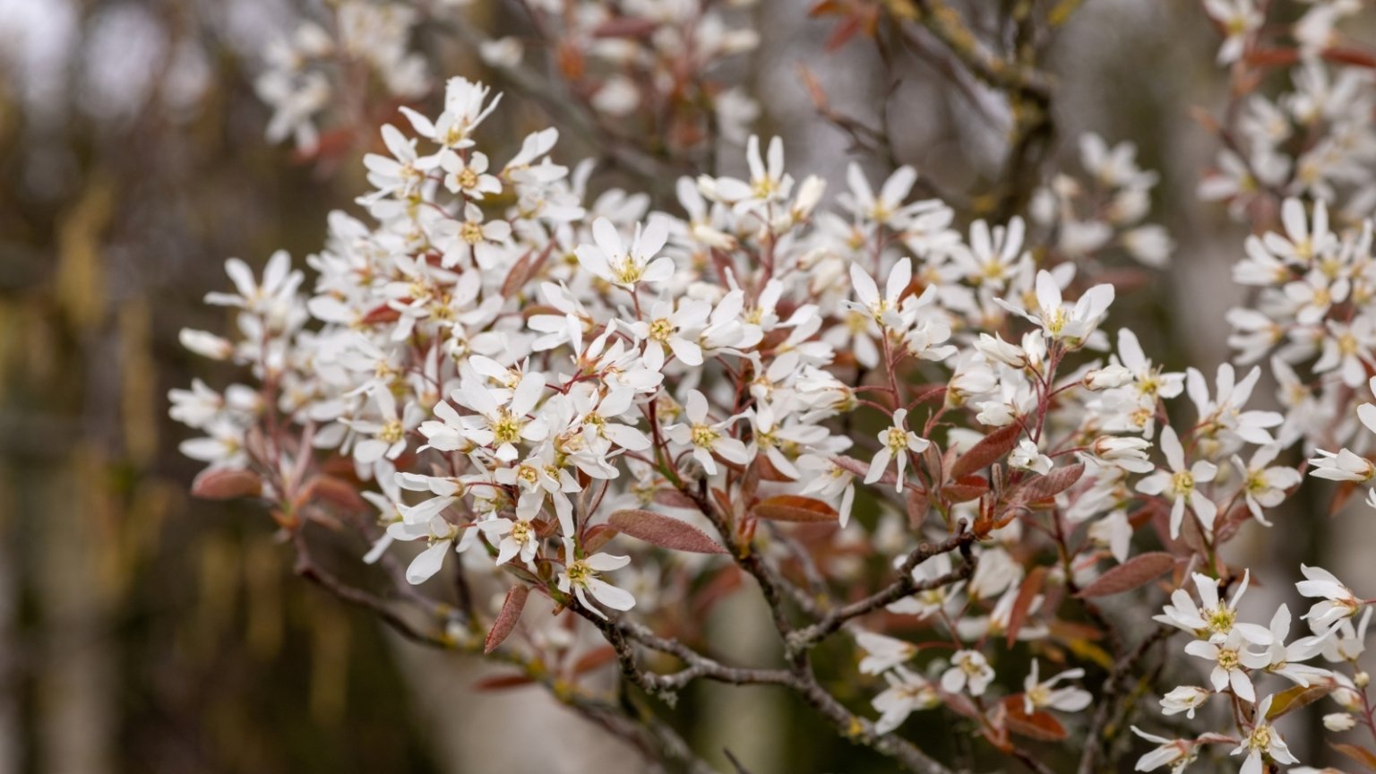 16 Pretty Garden Shrubs with Red Berries