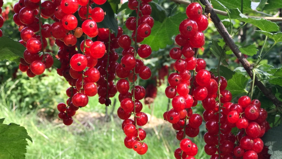 16 Pretty Garden Shrubs with Red Berries