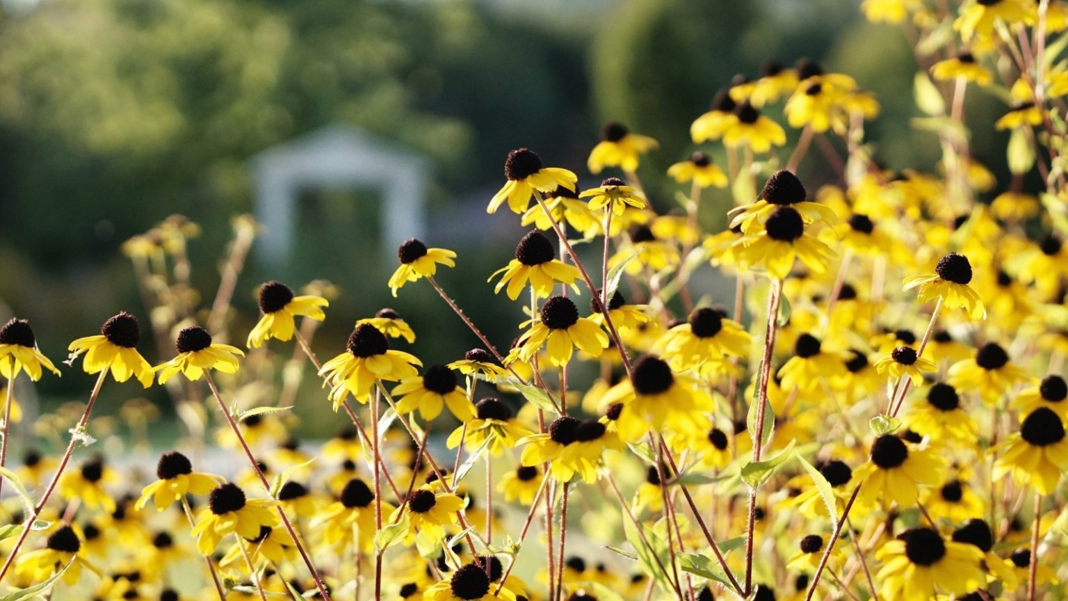How to Plant, Grow, and Care for Brown-Eyed Susans