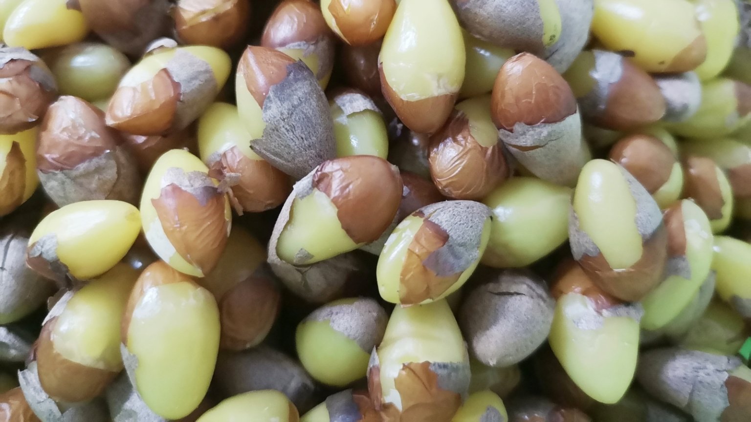 How to Plant, Grow, and Care For Gingko Trees