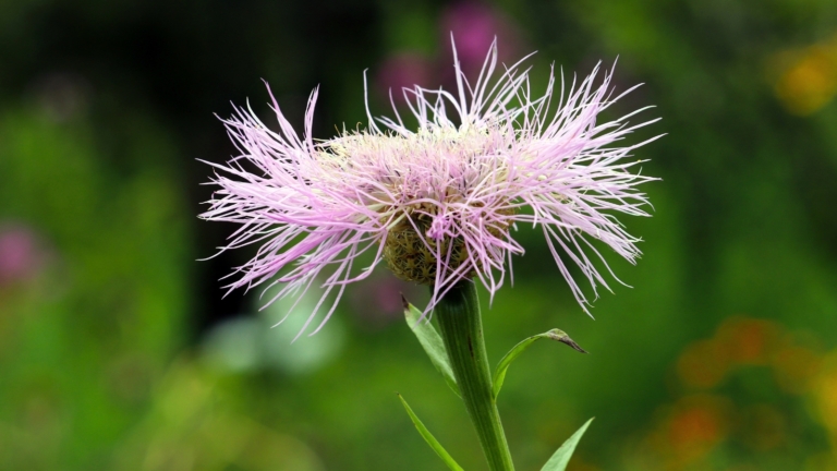 How to Plant, Grow, and Care for American Basketflower