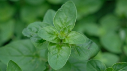 How to Plant, Grow, and Care for Ornamental Oregano