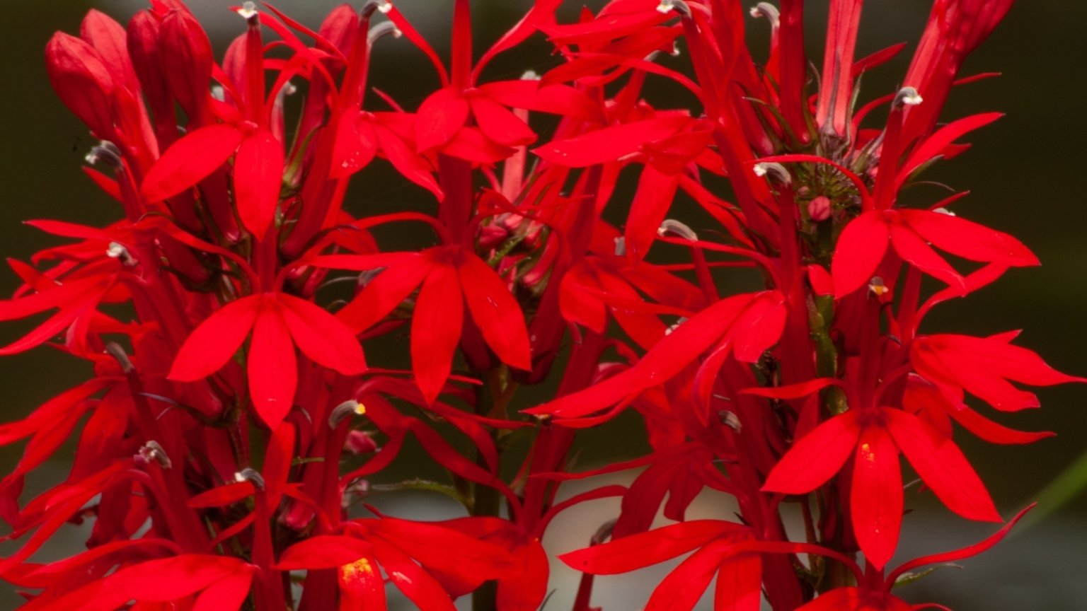 How to Plant, Grow, and Care For Cardinal Flower