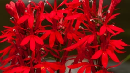 How to Plant, Grow, and Care For Cardinal Flower