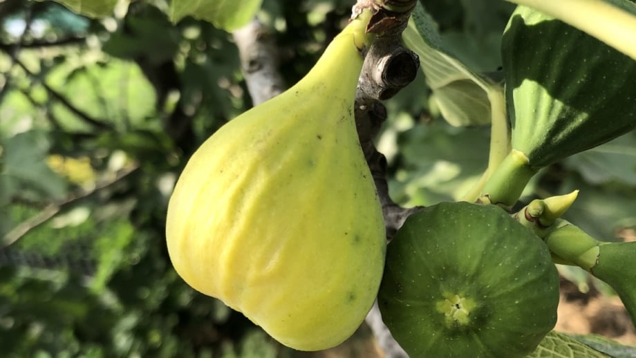 How to Plant, Grow, and Care For Yellow Long Neck Figs