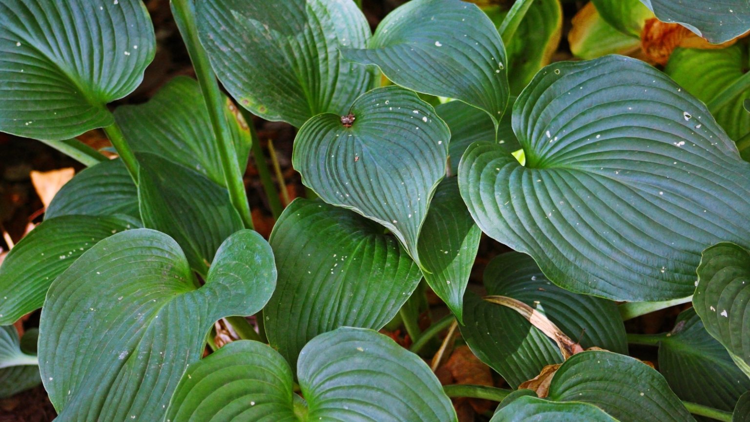 21 Giant Hostas for Your Shade Garden