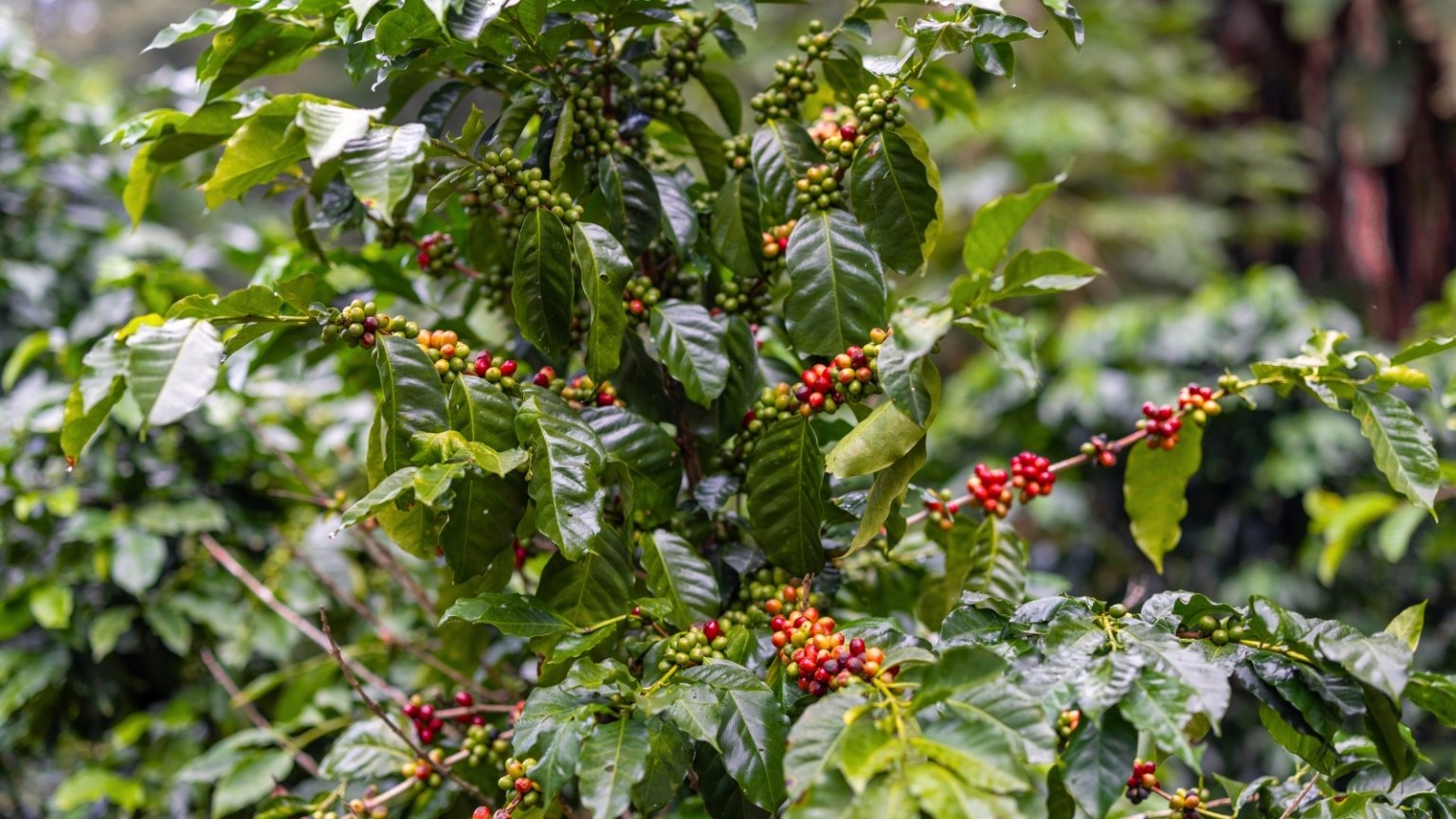 How to Plant, Grow, and Care for Arabica Coffee Plants