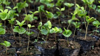 How to Plant, Grow, and Care for Coffee Plants