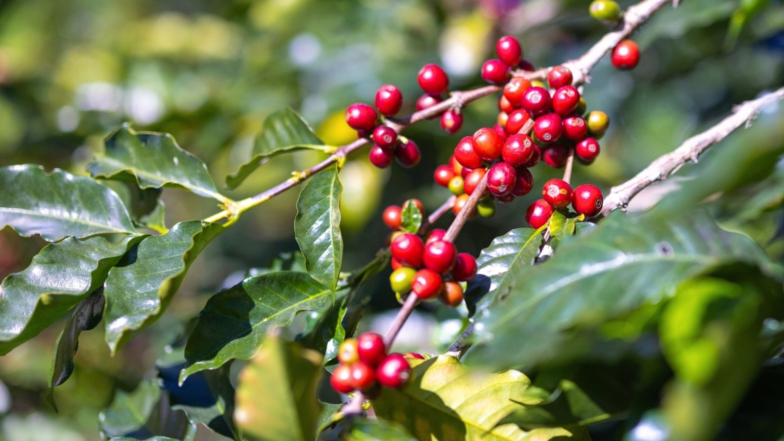 How to Plant, Grow, and Care for Arabica Coffee Plants