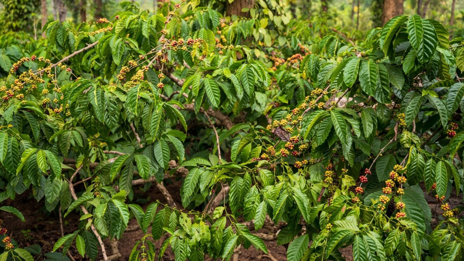 How to Plant, Grow, and Care for Arabica Coffee Plants
