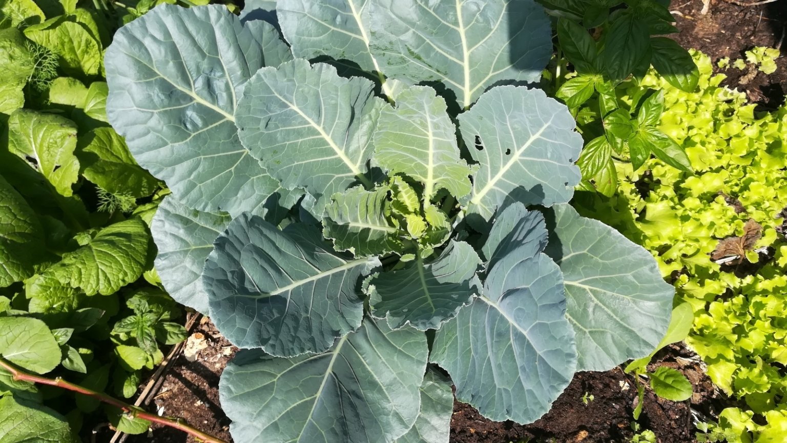 13 Best Bolt-Resistant Crops For Your Vegetable Garden