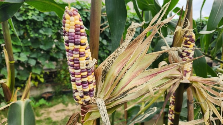 How to Grow Corn in Raised Beds: A Complete Guide