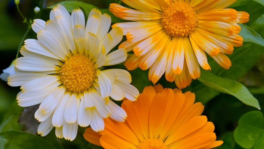 21 Beautiful Calendula Varieties For Your Garden