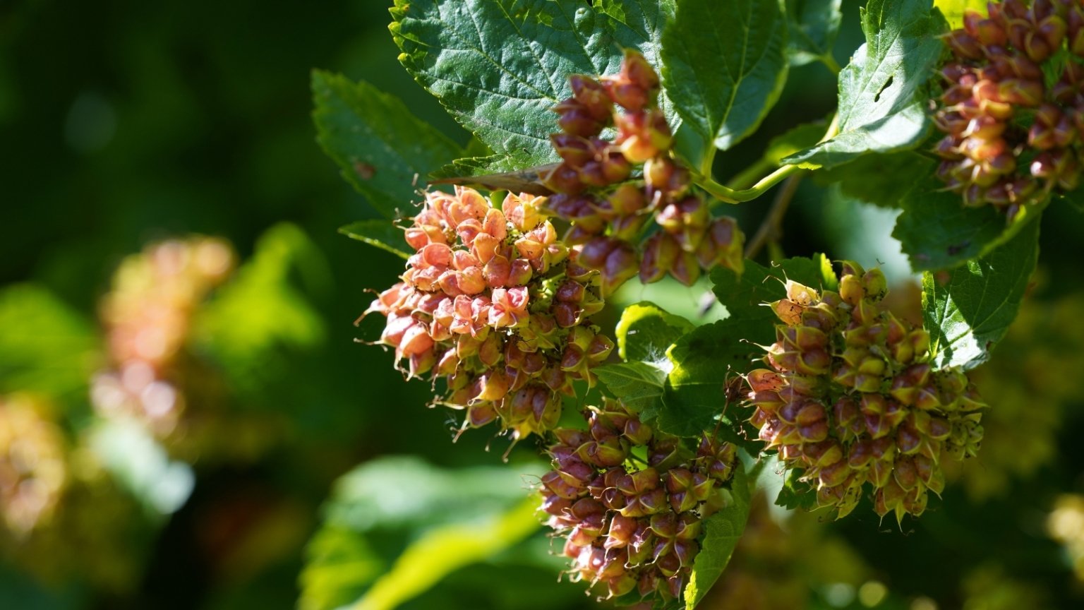 17 Best North American Native Shrubs For Your Garden