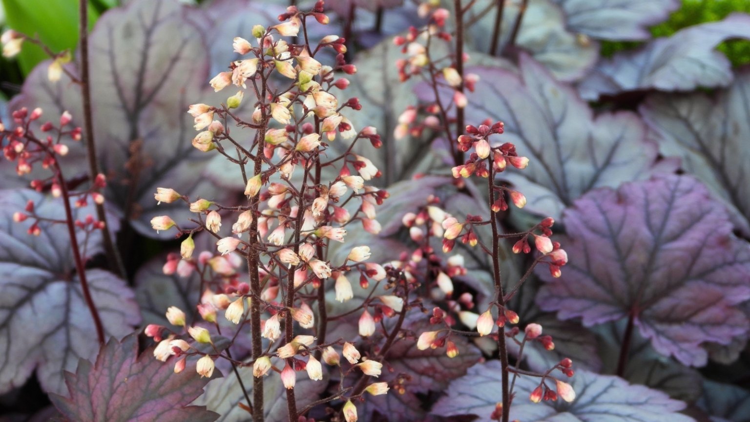 25 Best Plants For Dry Shade Gardens