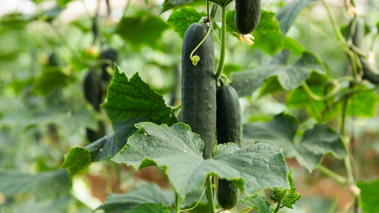 8 Disease-Resistant Cucumber Varieties for Home Gardeners