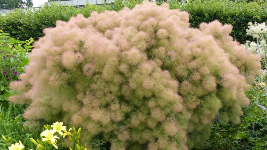 How to Plant, Grow, and Care for Smoke Trees